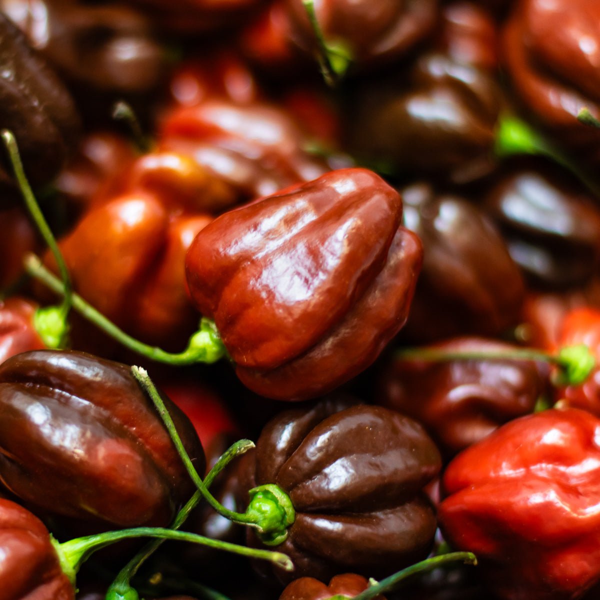 Fresh Chocolate Habanero Chillies | 1kg | Chilli Mash Co. | Limited Ed
